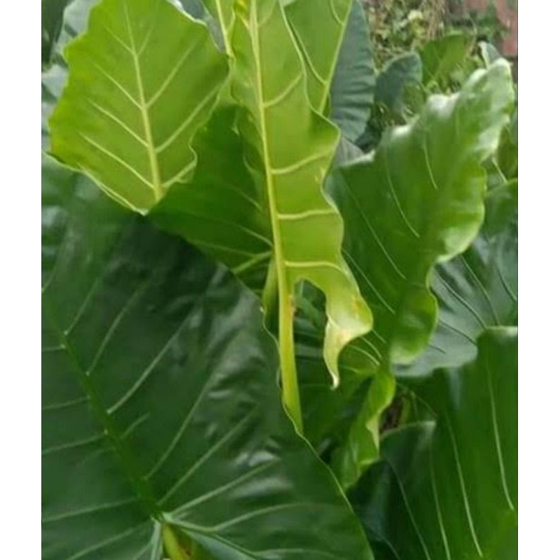 Jual Daun talas sente organik berat 1 kg daun talas organik | Shopee ...