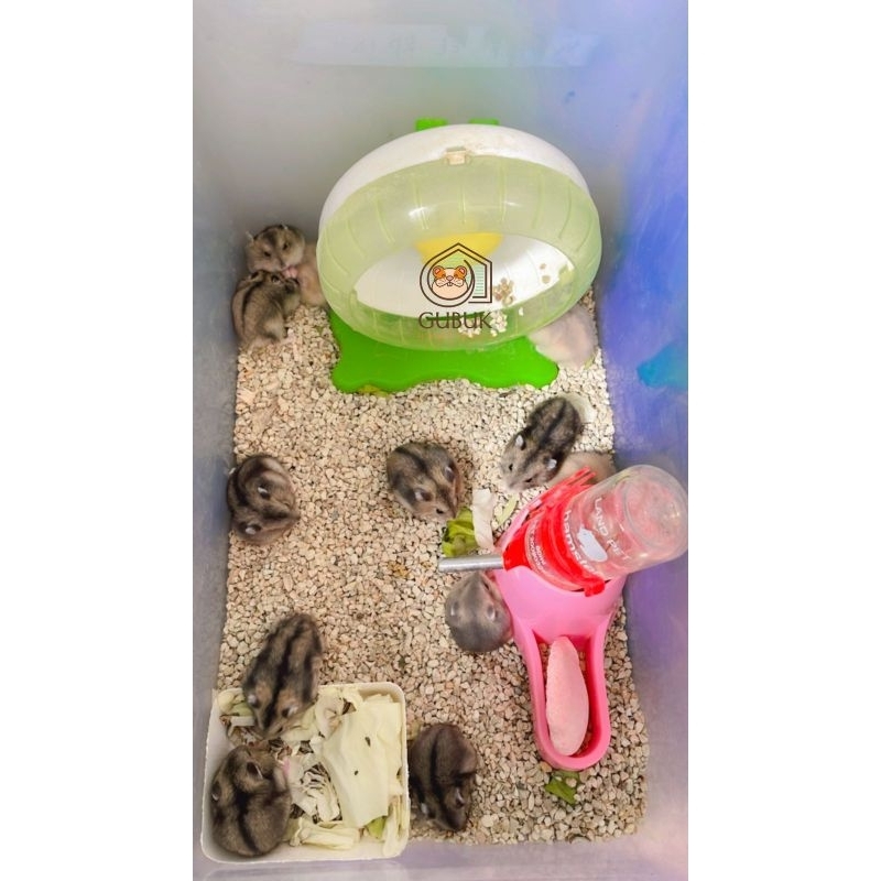 Jual HAMSTER WINTER WHITE TIGER, SAPPHIRE & ARGENTE | Shopee Indonesia
