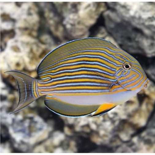 Jual Ikan Hias Botana Kapsul Air Laut | Shopee Indonesia