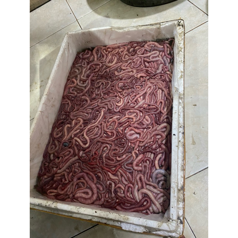 Jual Cacing Nipah | Shopee Indonesia