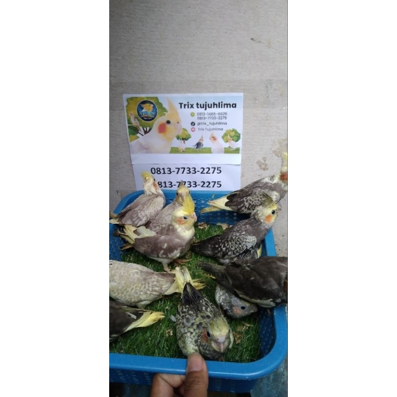 Jual parkit Australia falk cinamon pearl pied special lolohan | Shopee ...