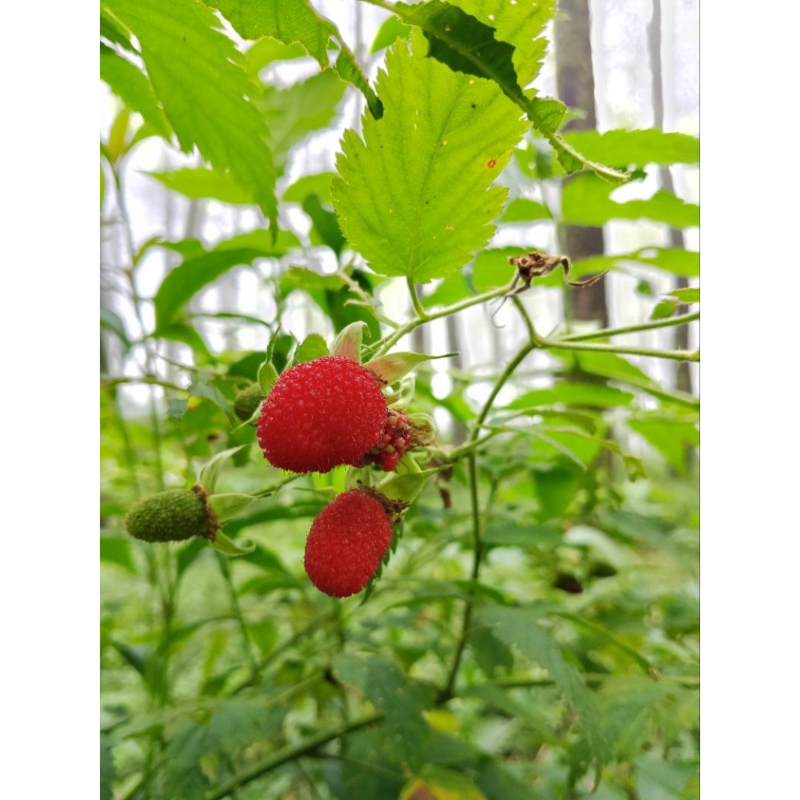 Jual stroberi liar / arbei gunung / berry liar atau Atherton Raspberry ...