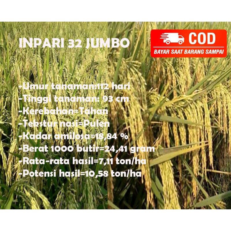 Jual BENIH PADI INPARI 32 KEMASAN 5KG | Shopee Indonesia