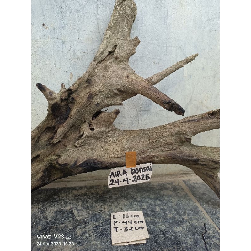 Jual kayu rentek jumbo untuk 𝘼𝙦𝙪𝙖𝙨𝙘𝙖𝙥𝙚, 𝙩𝙤𝙣𝙜𝙠𝙧𝙤𝙣𝙜𝙖𝙣 𝙧𝙚𝙥𝙩𝙞𝙡 | Shopee ...