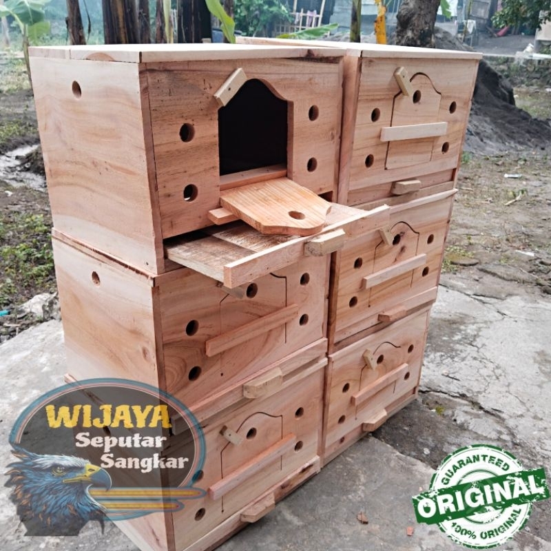 Jual Gupon merpati paten rumah burung merpati ternak merpati produk ...
