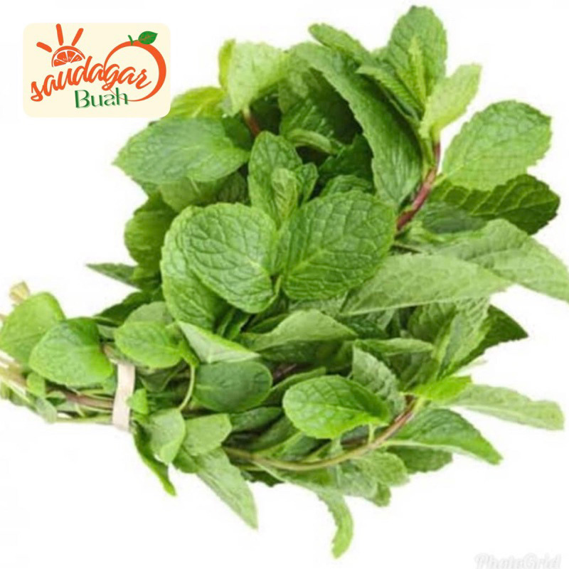 Jual DAUN MINT SEGAR / DAUN MINT FRESH 100GR | Shopee Indonesia