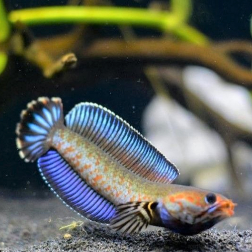 Jual Jual Channa andrao/Dwarf Neon Snakehead -+5cm (Ikan hias predator ...