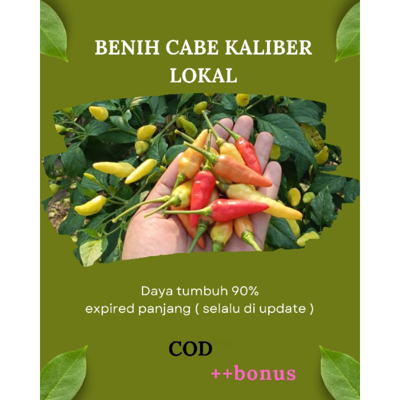 Jual 10 gram benih cabe rawit kaliber lokal | Shopee Indonesia