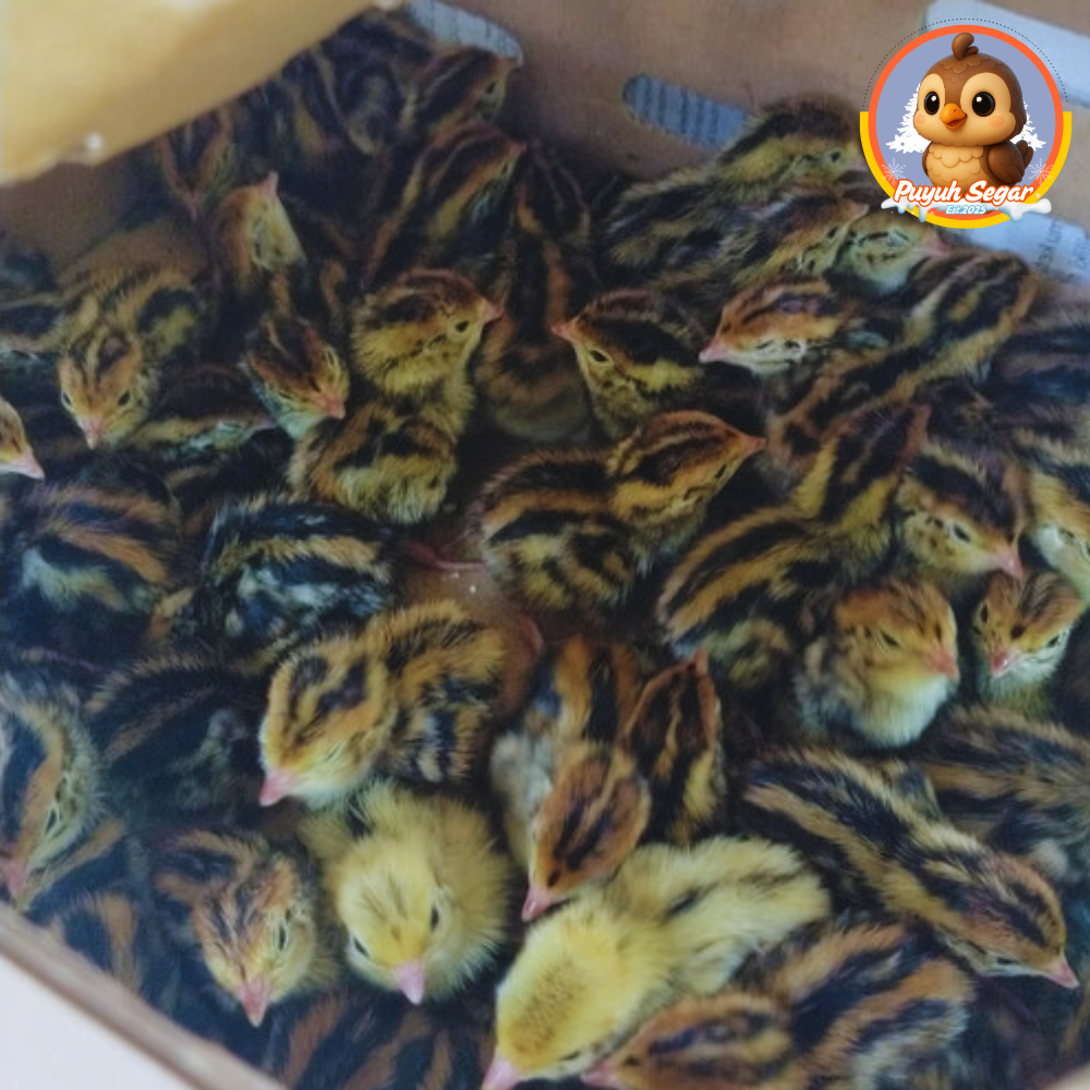Jual DOQ PUYUH HIDUP – 1 BOX (±400 Ekor) | Shopee Indonesia