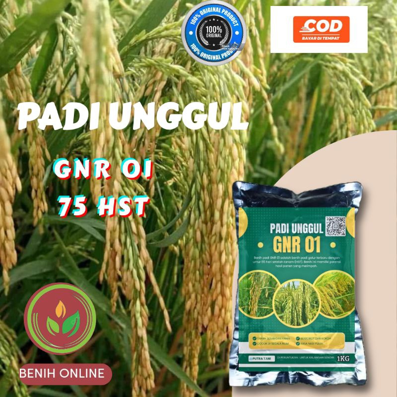 Jual PADI UNGGUL GNR 01 KEMASAN 1kg | Shopee Indonesia