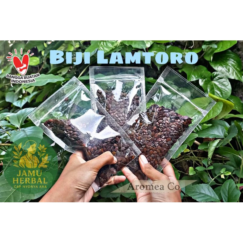 Jual Biji Lamtoro, Petai Cina Bersih 100% & Organik / Siap di tanam ...
