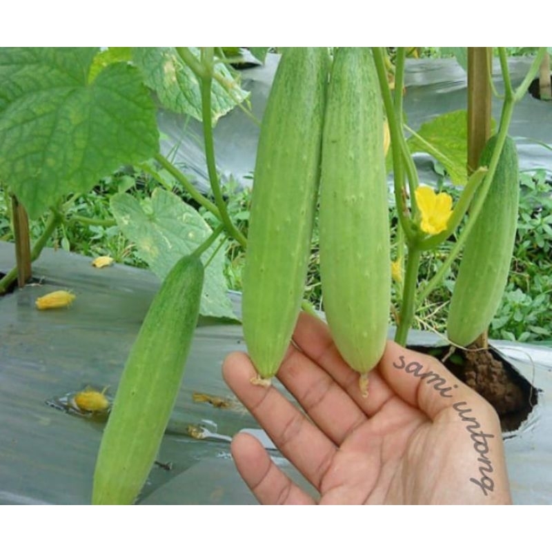 Jual BIJI TIMUN LALAP VANESA F1 benih mentimun unggulan 300 biji ...