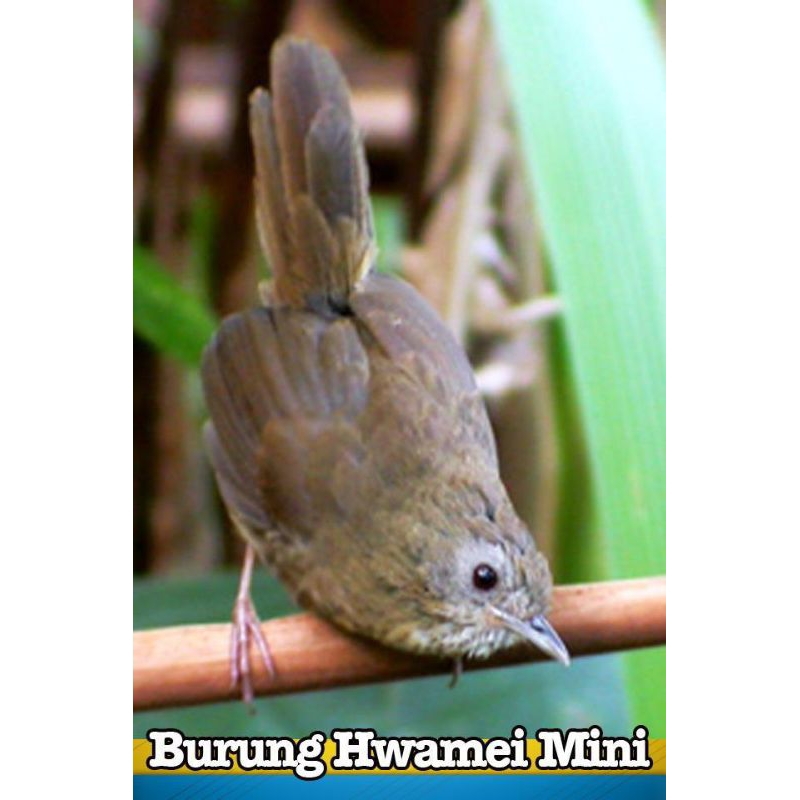Jual HWAMEI MINI (Wambi mini) | Shopee Indonesia