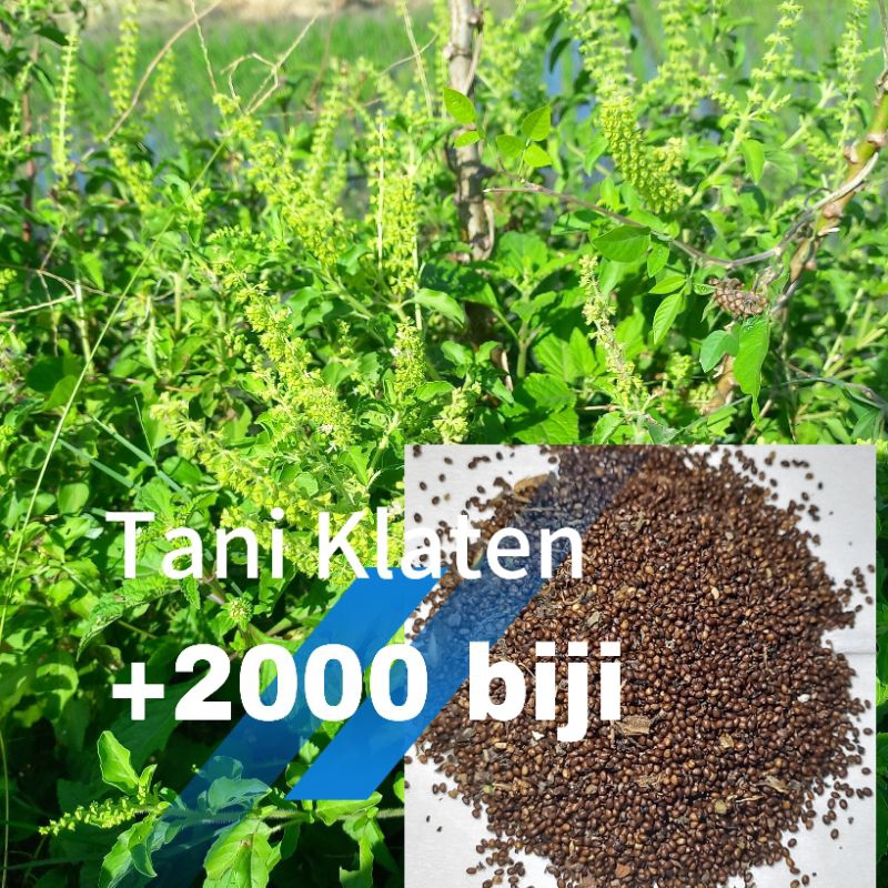 Jual Biji Benih Bibit Tanaman Ruku Ruku / Lampes Holy Basil Kemangi ...