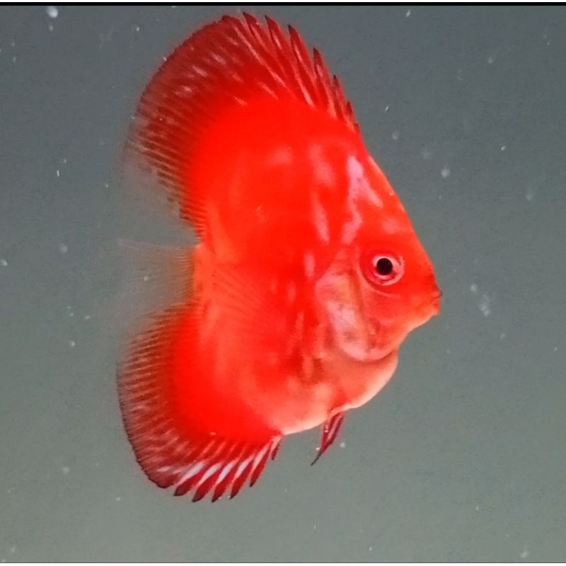Jual IKAN DISCUS PIGEON / RAFLESIA HIGH BODY EXTREME 2 INCH | Shopee ...