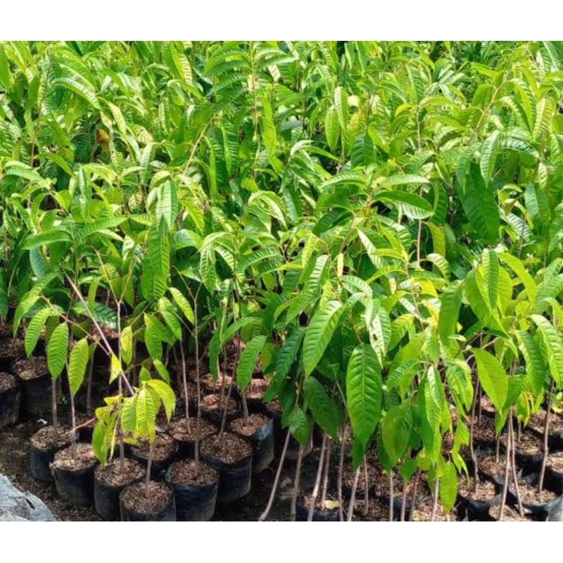 Jual Bibit buah mulwo bibit nona bibit srikaya super-az | Shopee Indonesia