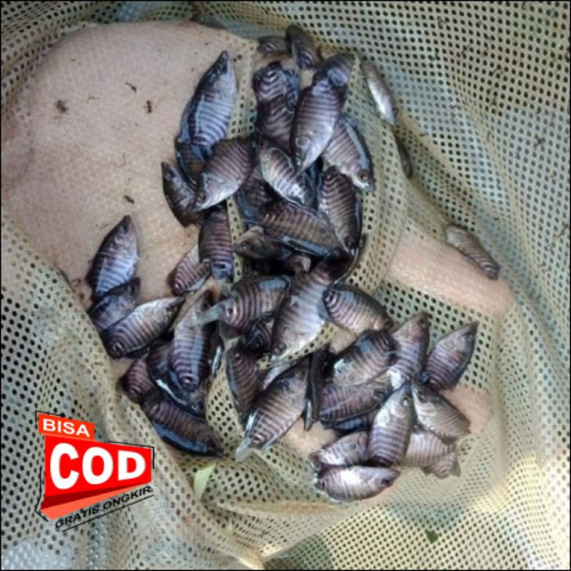 Jual Bibit Gurame Soang Ukuran Gabah (25 Ekor) | Shopee Indonesia