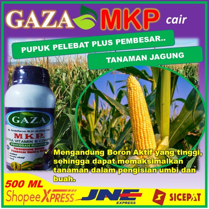 Jual Pupuk pembesar tanaman jagung - memaksimalkan buahan jagung ...
