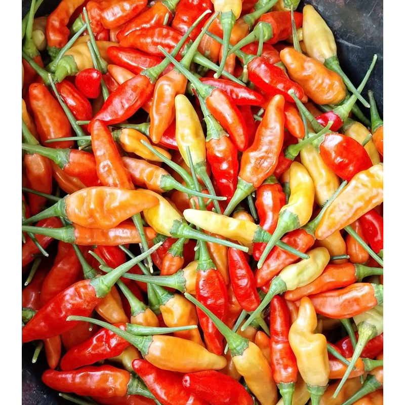 Jual Cabe Rawit 500gram (khusus JABODETABEK) | Shopee Indonesia