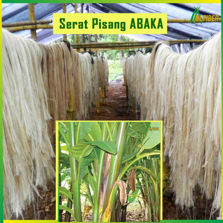 Jual Serat Pisang ABAKA Serat Alami dari Jenis Pisang Abaka kuat bersih Natural Fiber | Shopee ...
