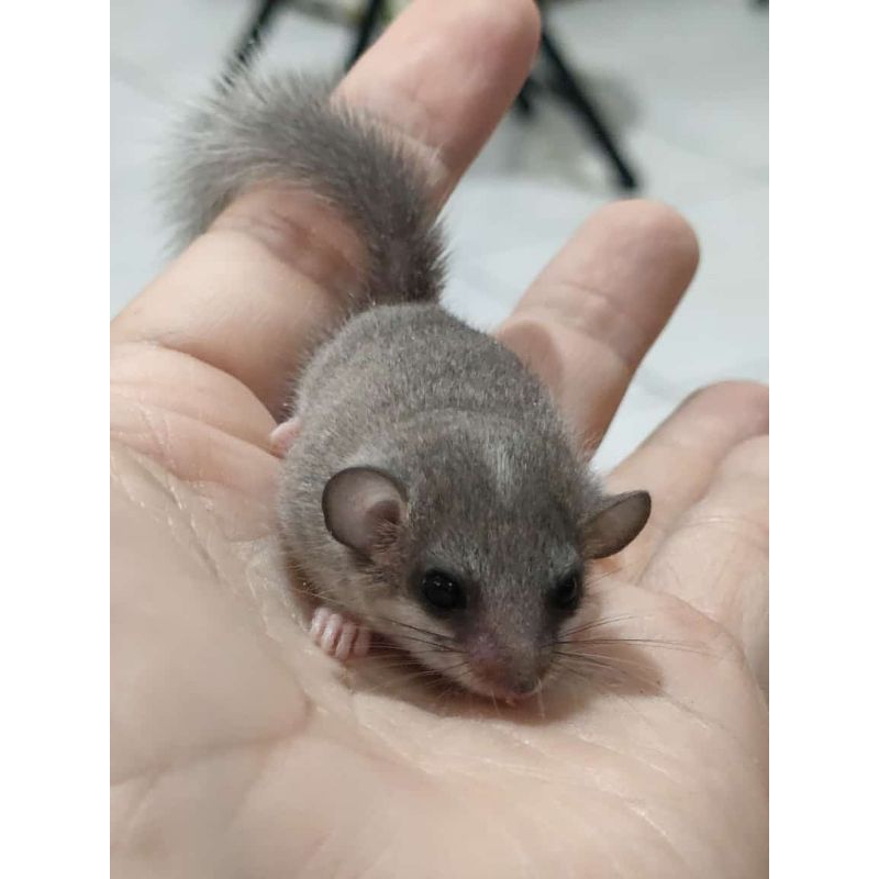 Jual African Pigmy Dormice Tupai Mini Lucu | Shopee Indonesia