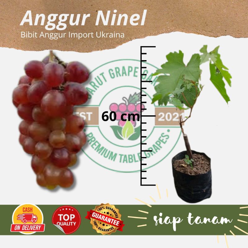 Jual Bibit Pohon ANGGUR NINEL Unggul – Ideal di Daerah Tropis, Hasil ...