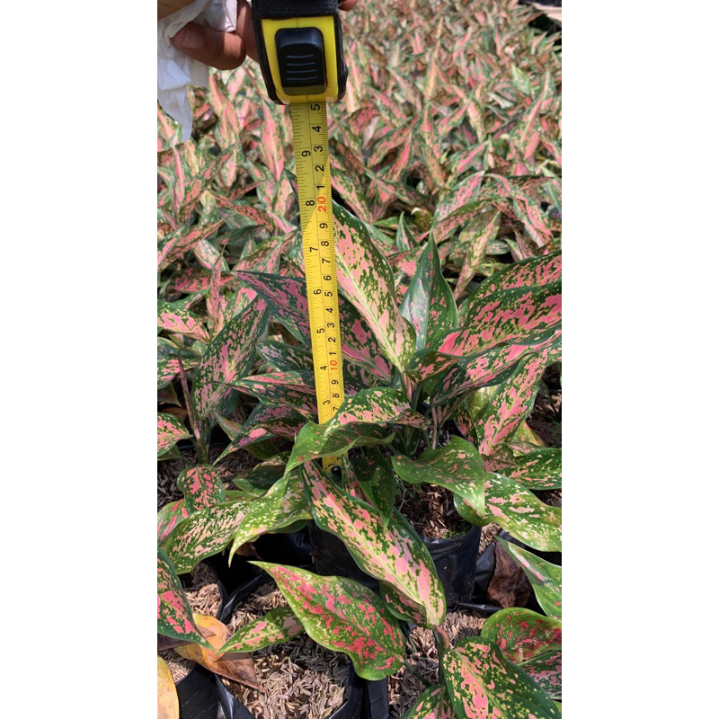 Jual Aglonema RUBI BATIK tanaman koleksi untuk di pot dan indor semi ...