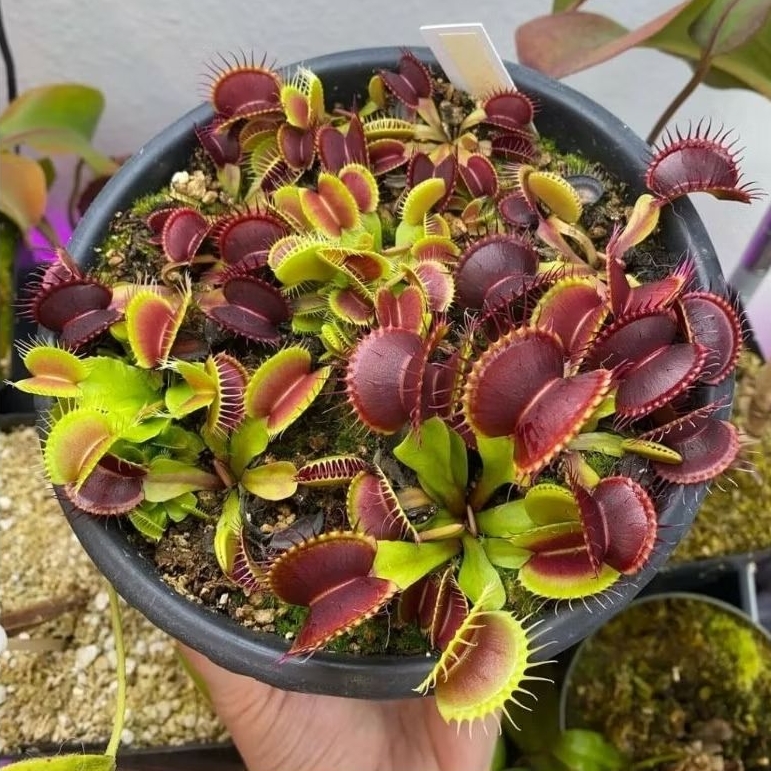Jual TERMURAH!!! Venus B52 BESAR Venus Fly Trap B52 Tanaman Karnivora | Shopee Indonesia