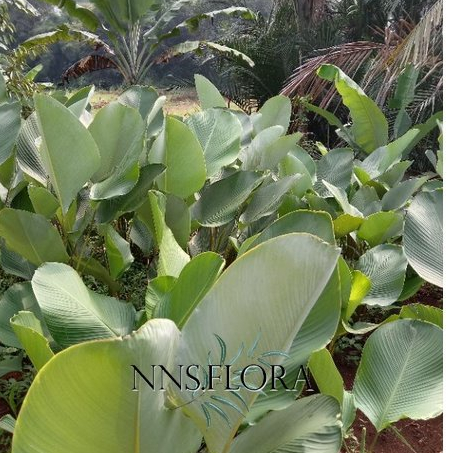 Jual Pisang Calathea Lutea Tanamanhias Kalatea lutea tanaman hias ...