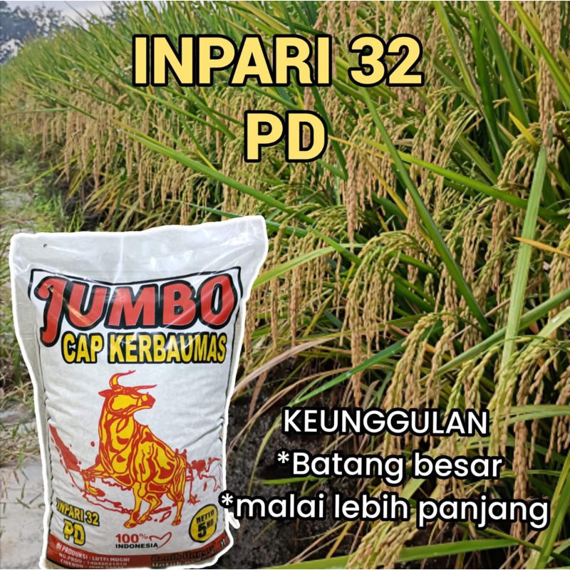 Jual Benih Padi Inpari 32 PD kerbaumas | Shopee Indonesia