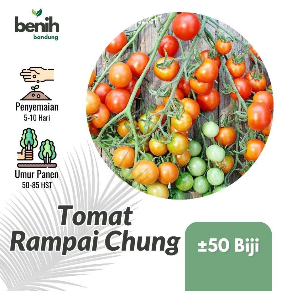 Jual 50 Benih Tomat Mini Rampai Chung Sayuran Tomat Cherry Rempai ...