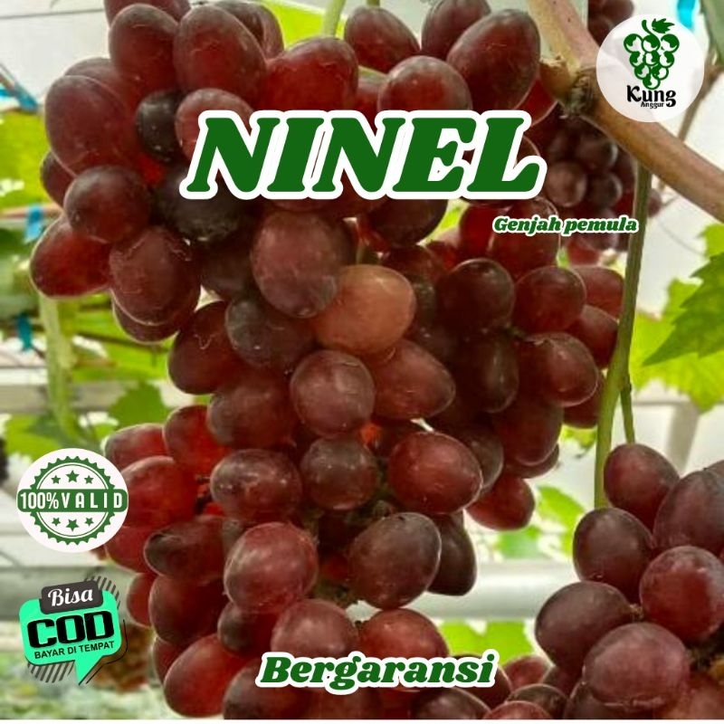 Jual Bibit Anggur Import Ninel Pemula Manis 100% Valid KUNG ANGGUR ...