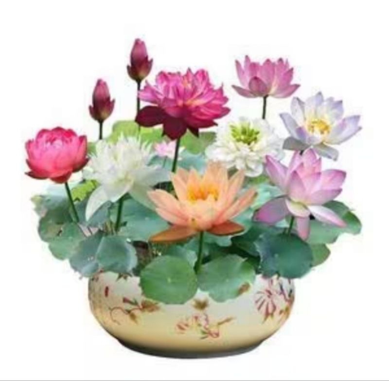 Jual 4 biji benih bibit bunga Teratai/Lotus mix | Shopee Indonesia