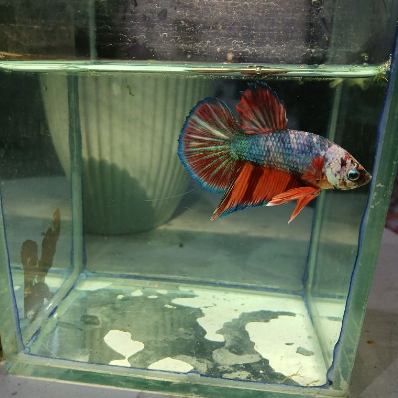 Jual (814) Hiasan Akuarium HMPK Nemo Fancy / Foto Asli ( Cupang ...