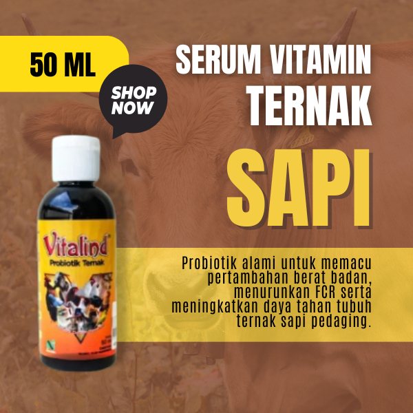 Jual Vitamin Ternak Sapi Pedaging itamin sapi agar cepat gemuk vitamin ...