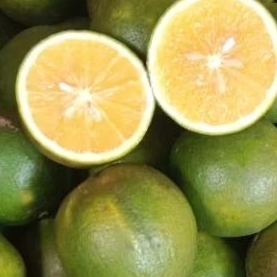 Jual Jeruk Baby Java Malang Fresh Maniiiss, berat 1Kg(Kulit Hijau/corak ...