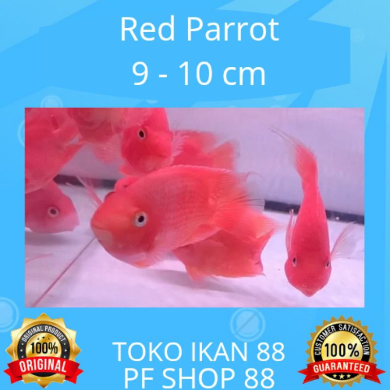 Jual Ikan Red Parrot Top Grade 9 - 10 cm | Shopee Indonesia