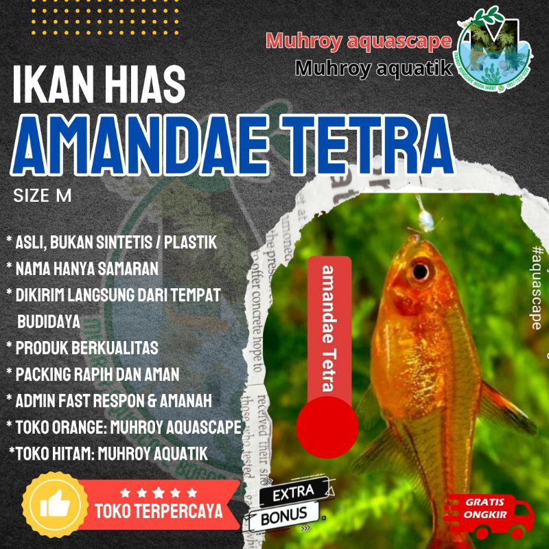 Jual Amandae Tetra - warna bagus ukuran M - kebutuhan akuarium | Shopee ...