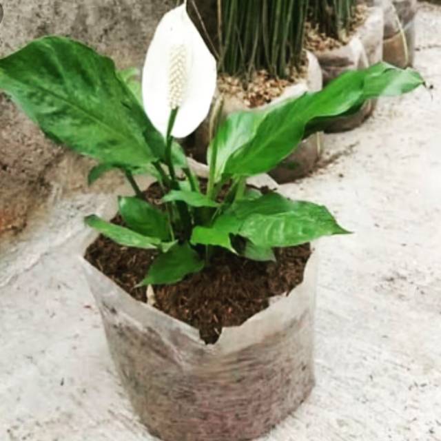 Jual Boskrokot - Tanaman Hias Sepatu Fillum - Peace Lily Spathifyllum ...