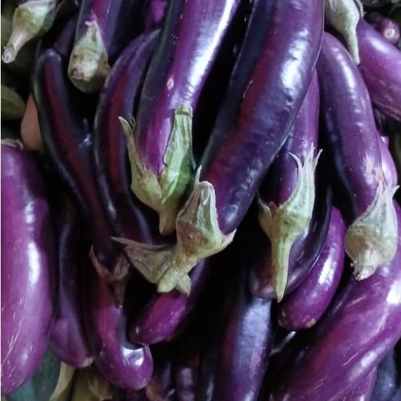 Jual Terong Panjang Ungu 500 gram | Shopee Indonesia
