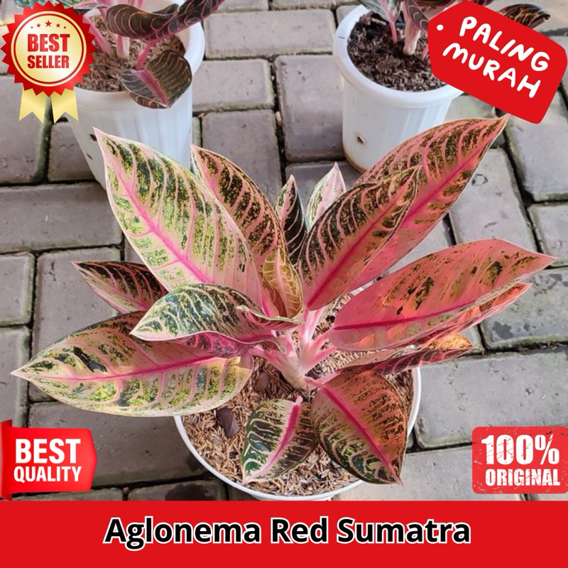 Jual Tanaman Hias Aglonema POS Pride Of Sumatra / Red Sumatra Jumbo ...