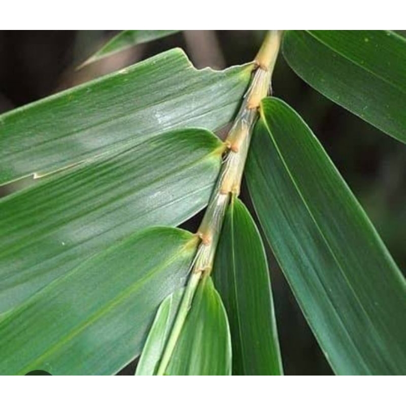 Jual daun bambu untuk bacang 500grm | Shopee Indonesia