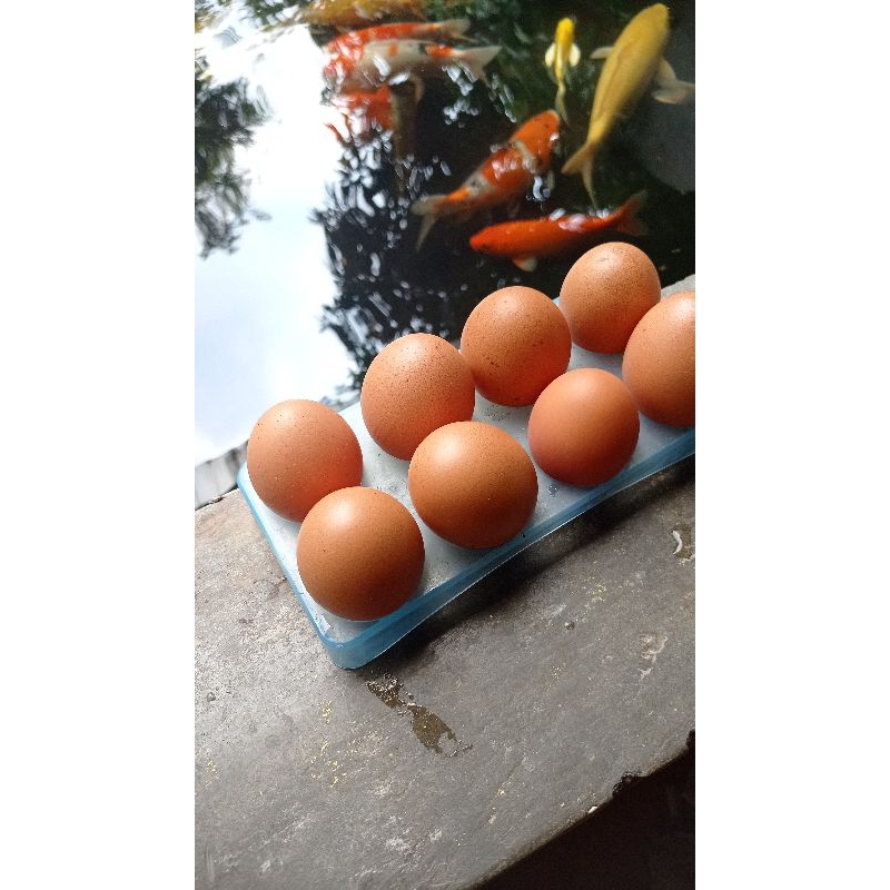 Jual Telur Ayam Layer 6 butir, hasil perkawinan/telur Fertil 6 butir ...