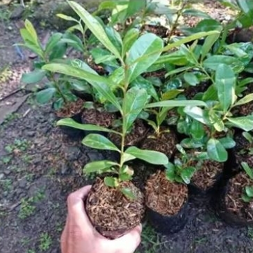 Jual bibit jamblang/duwet dari biji(sidling) | Shopee Indonesia