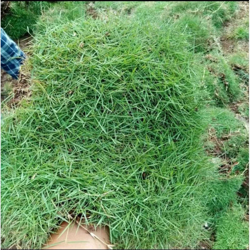 Jual Rumput Peking / Jepang Hidup Uk. 30 × 30 cm - Rumput Peking Cocok ...