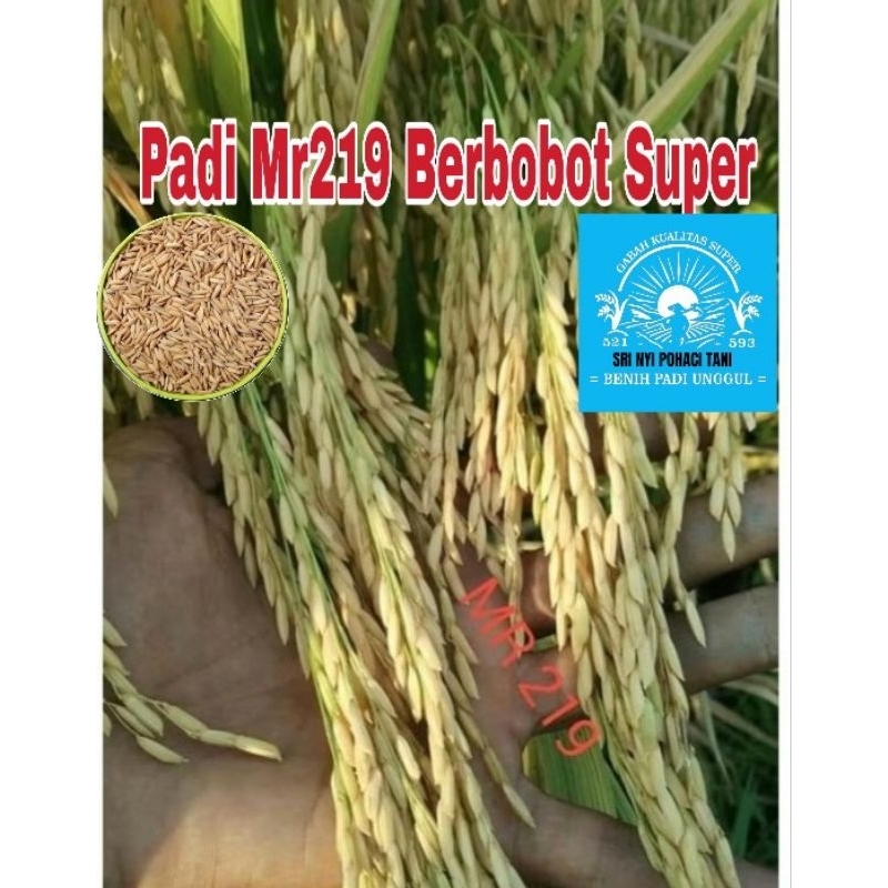 Jual Benih padi Super unggul Mr219 padi berkualitas berbobot potensi ...