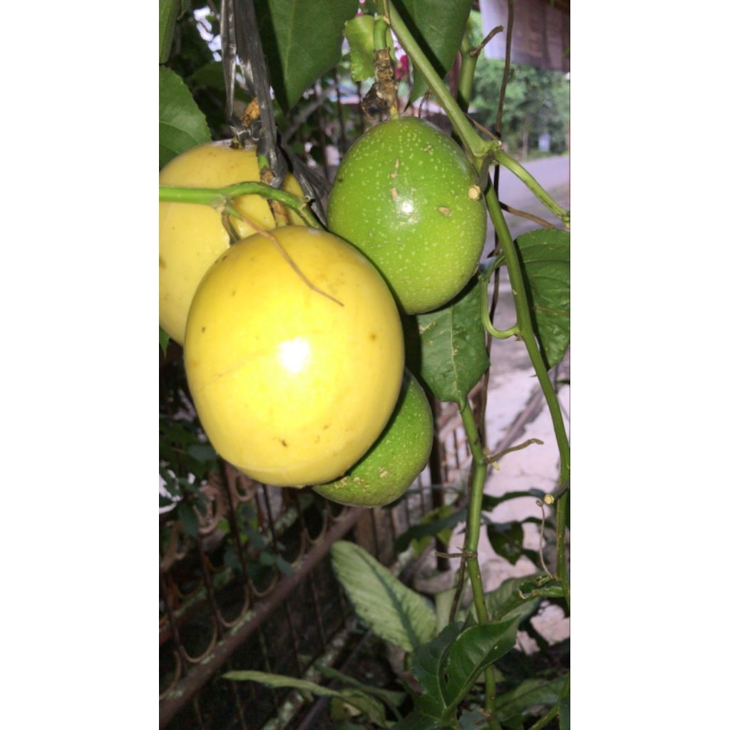 Jual Markisa Segar Pilihan – Rasa Asam Manis Menyegarkan | Buah Lokal Berkualitas | Shopee Indonesia