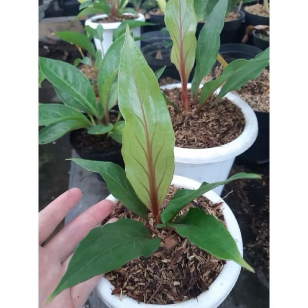Jual Tanaman hias anthurium obor merah super red ( daun panjang ...