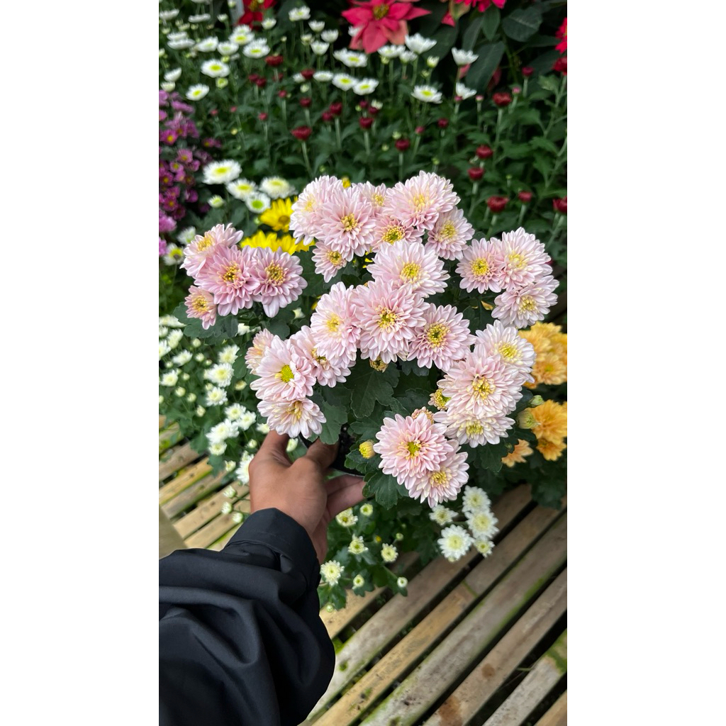 Jual PAKET BUNGA CRYSAN / TANAMAN BUNGA KRISAN RIMBUN isi 5- 8 BATANG ...