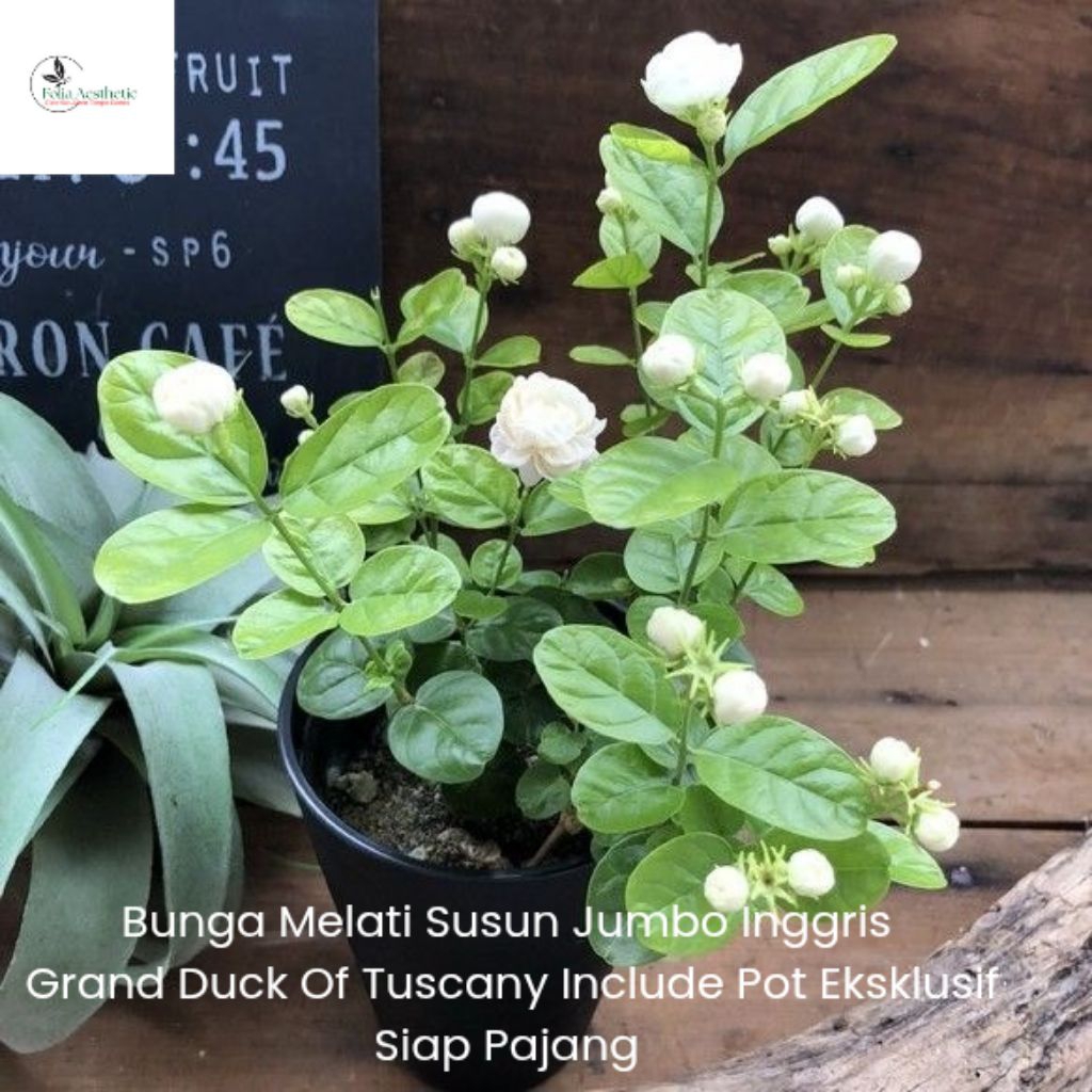 Jual Tanaman Bunga Melati Susun Jumbo Eksotik Asal Inggris Grand Duck ...